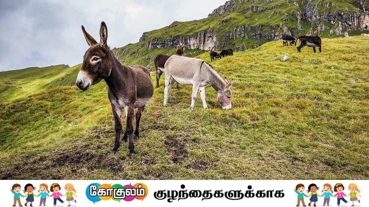 கழுதை தெரியும், கோவேறுக் கழுதை தெரியுமா செல்லம்ஸ்?