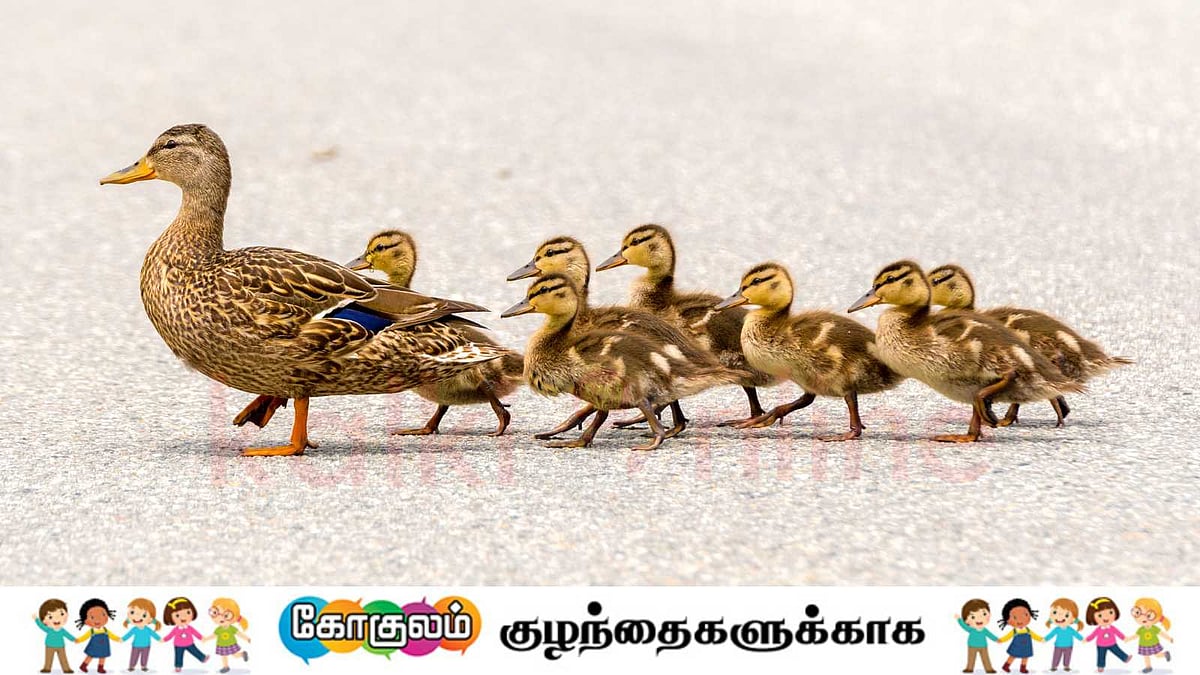 குவா குவா வாத்துகள்... சுவாரஸ்ய குறிப்புகள்!