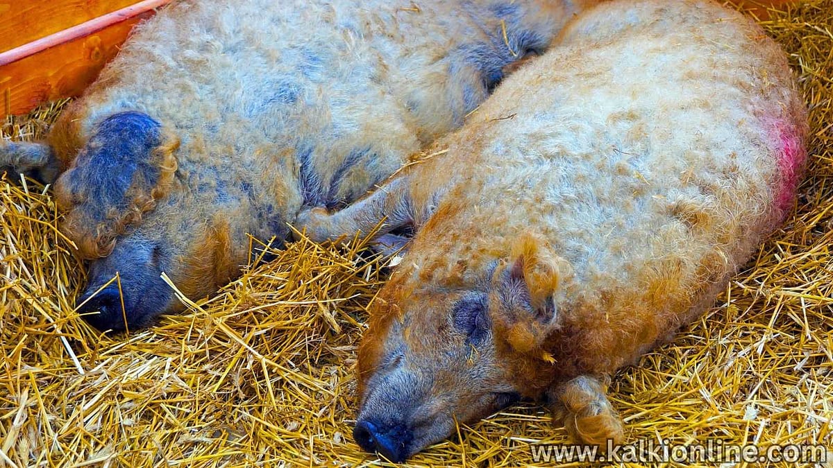 Mangalica Pig பற்றிய சுவாரசியமான தகவல்கள்!