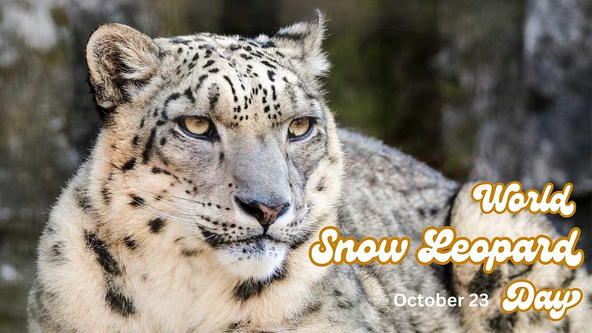 அக்டோபர் 23 - உலகப் பனிச்சிறுத்தைகள் தினம்!