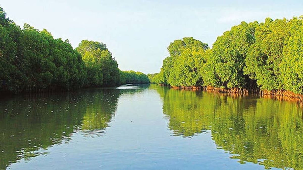 புயல் காற்றையே தடுத்து நிறுத்தும் ஆற்றல் கொண்ட அலையாத்திக் காடுகள்!