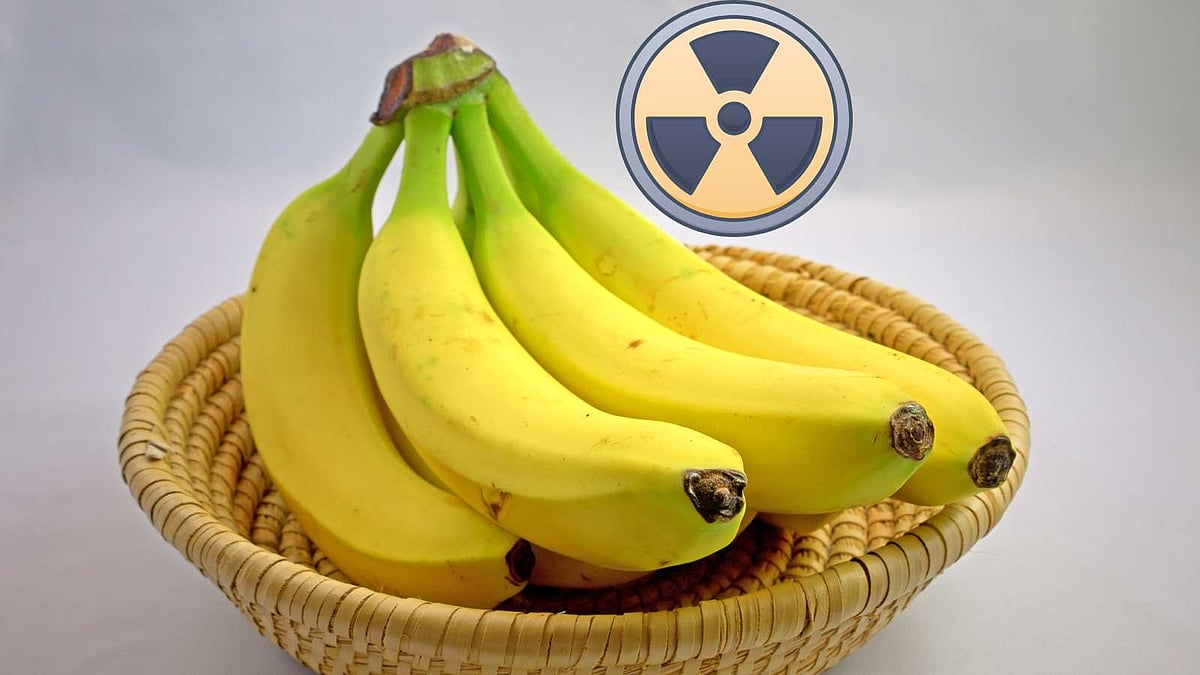 என்னது! வாழைப்பழம் கதிரியக்கத் தன்மை கொண்டதா?