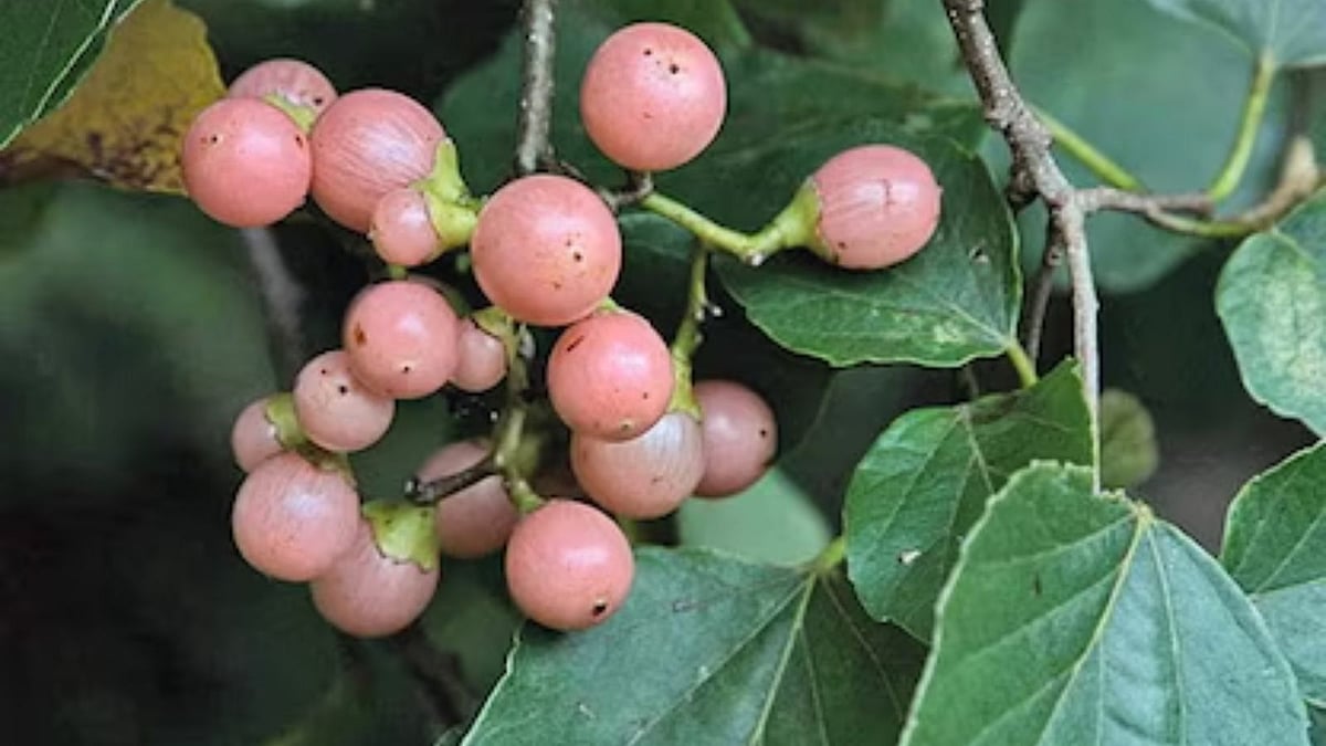 ‘நறுவிலி’ மூலிகையின் மருத்துவப் பயன்கள்!