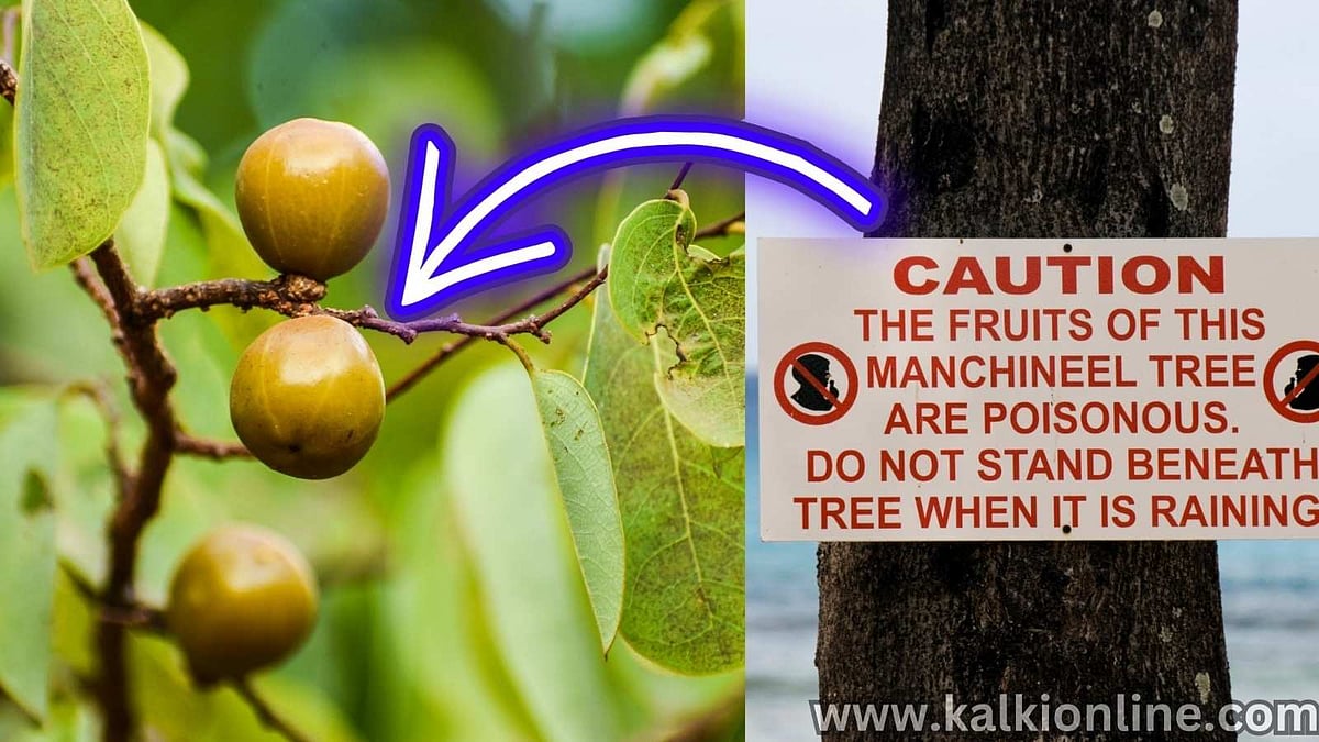 தொட்டால் உயிரைப் பறிக்கும் மரத்தைப் பற்றி தெரியுமா? Manchineel Tree ...