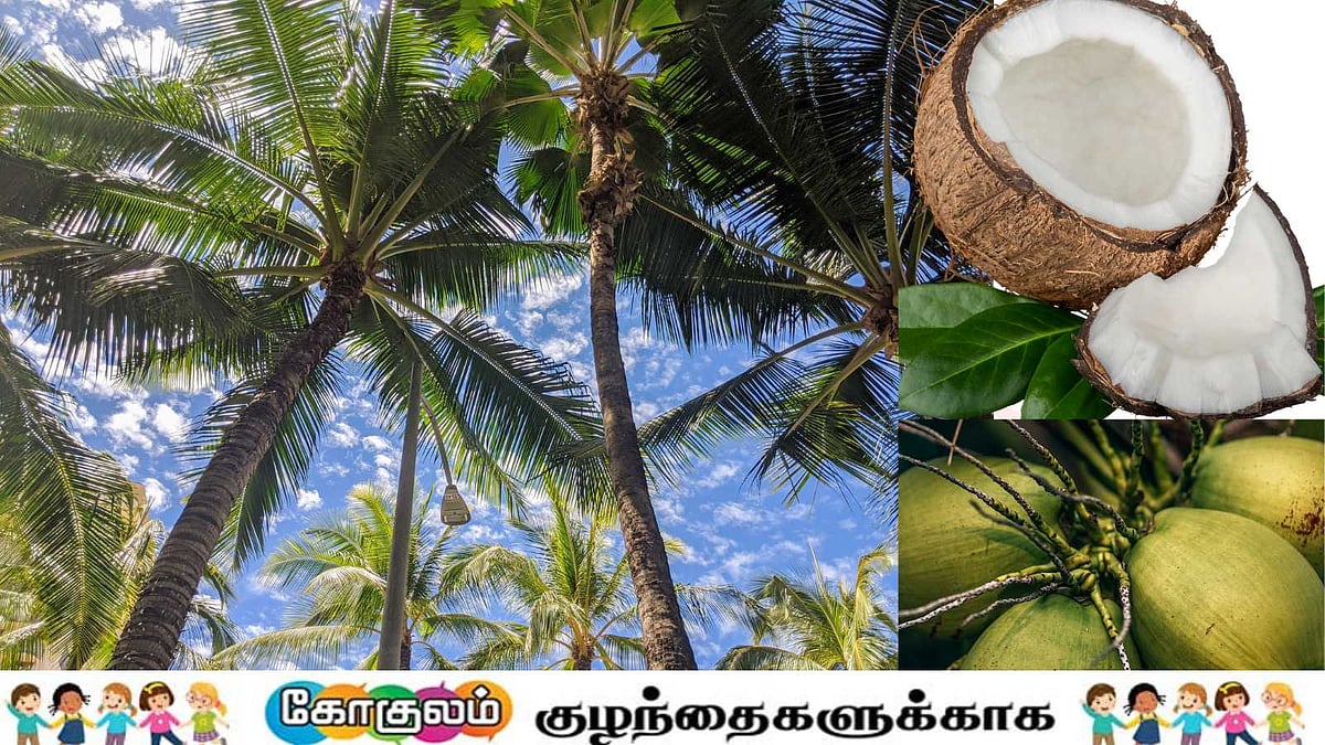 தென்னையின் சிறப்புகள் பற்றித் தெரியுமா குட்டீஸ்..!