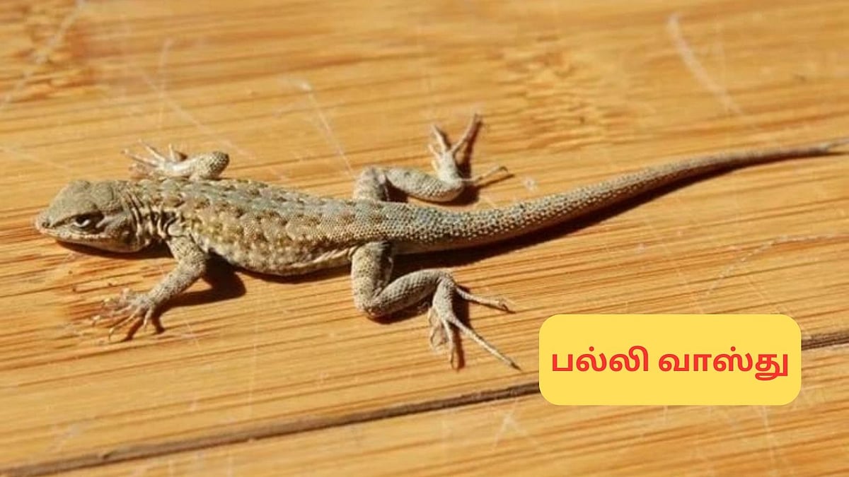 பல்லி வாஸ்து: வீட்டில் பல்லி இருப்பது நல்லதா கெட்டதா? வீட்டில் குட்டி ...