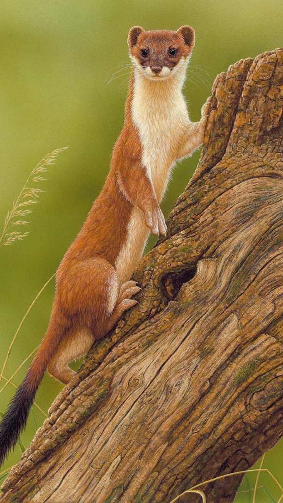 மர நாய்கள் பற்றி சில தகவல்கள்!