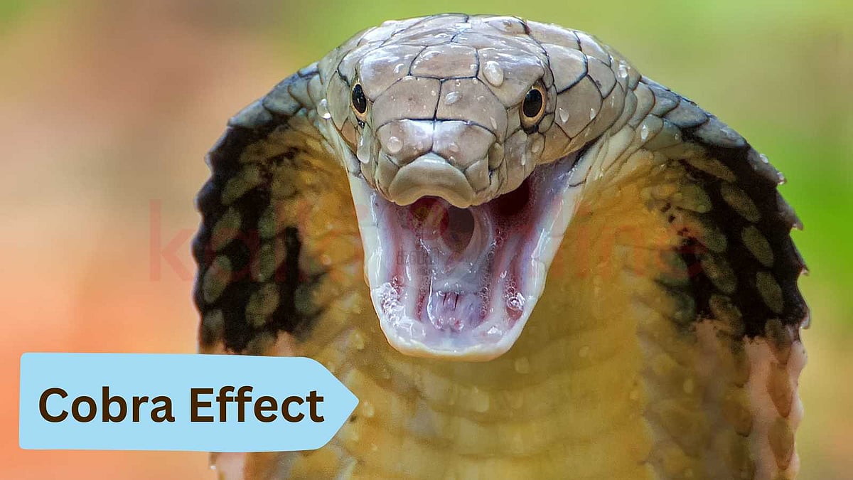 Cobra Effect - நாகப்பாம்புகளைக் கொல்லப் போய், வளர்க்கத் தொடங்கிய கதை!