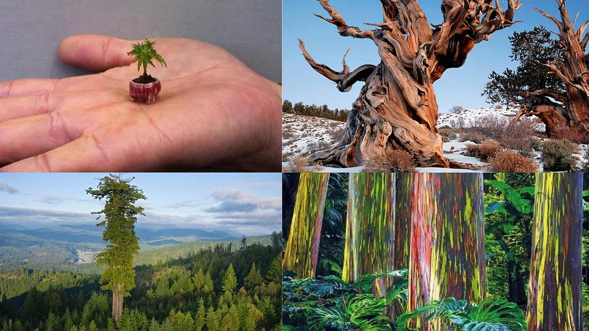 5 trees that are unique in their own way!