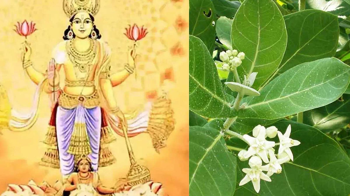 Ratha Saptami : ரத சப்தமி சிறப்பு: எருக்கன் இலை குளியல் முதல் கோதுமை ...