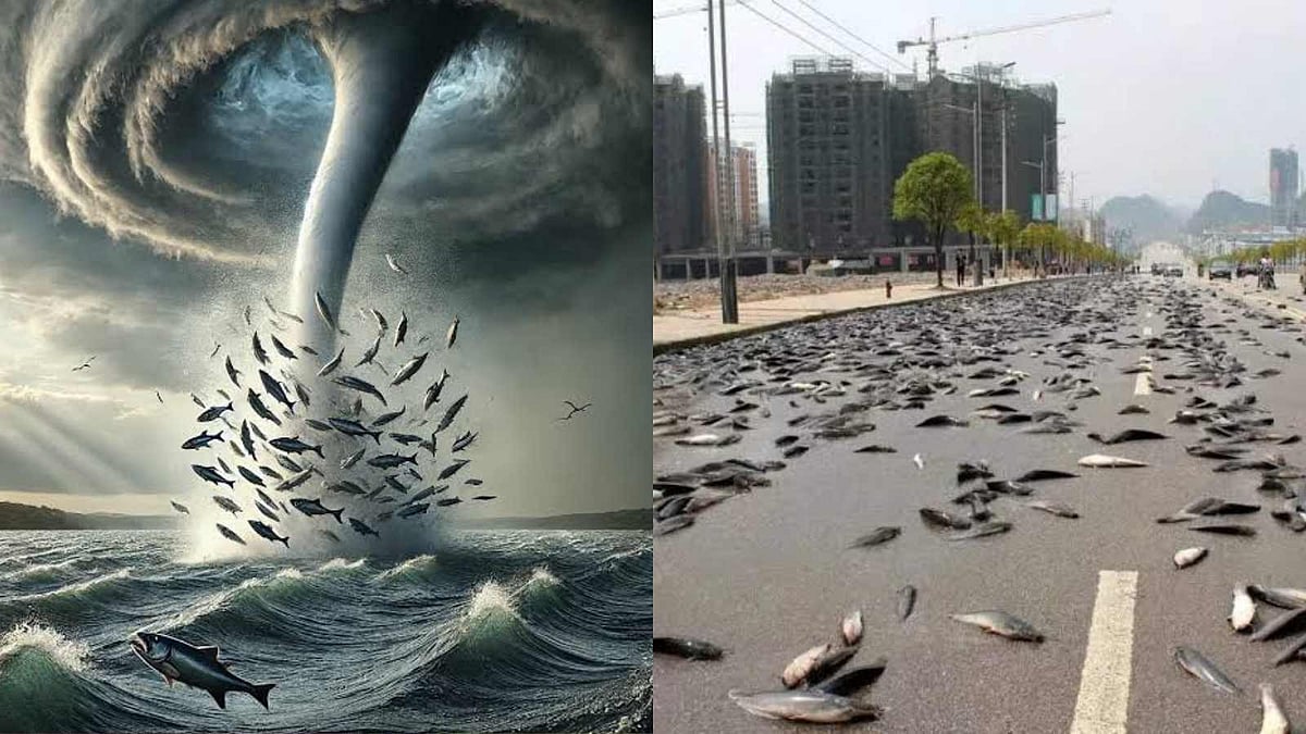 Fish Rain : வானத்திலிருந்து விழும் மீன்கள்: அதற்கான அறிவியல் காரணங்கள் ...