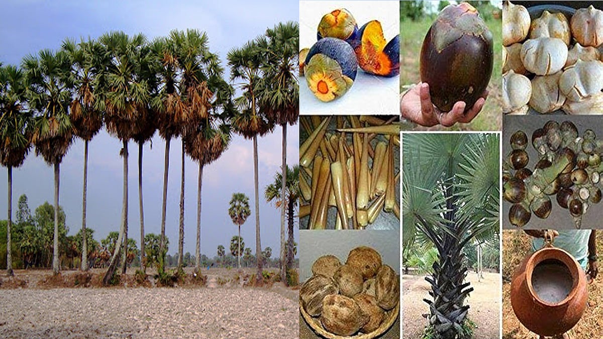 பூலோகத்தின் கற்பகத்தரு பனைக்கு துணை நிற்போம்!