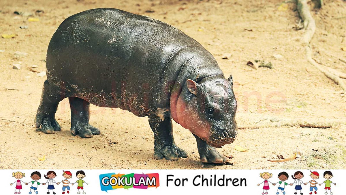 Pygmy hippos are lovers of solitude - 8 interesting facts about pygmy ...