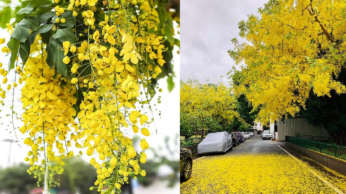 தாய்லாந்தின் ‘தேசியப் பூ’... கேரளாவின் ‘மாநில மலர்’... இரண்டும் ஓரே ...