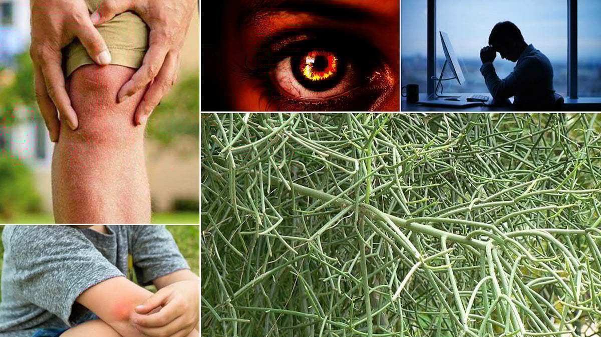 கொடிக்கள்ளி - பக்கவாதம் குணமாகும்; பில்லி சூனியம் விலகும்!