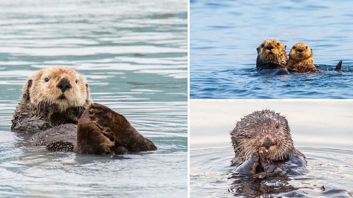 கடல்நீர் நாய்களின் (Sea otter) தனிச்சிறப்பு பற்றி தெரியுமா?