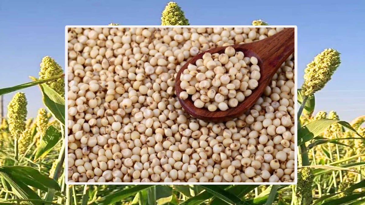 சோளம் (Jowar) என்ற சிறுதானியத்தில் உள்ள ஆரோக்கிய நன்மைகள் அறிவோமா?