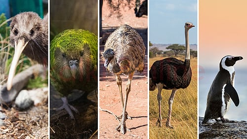 Top 10 Amazing Flightles Birds in the World