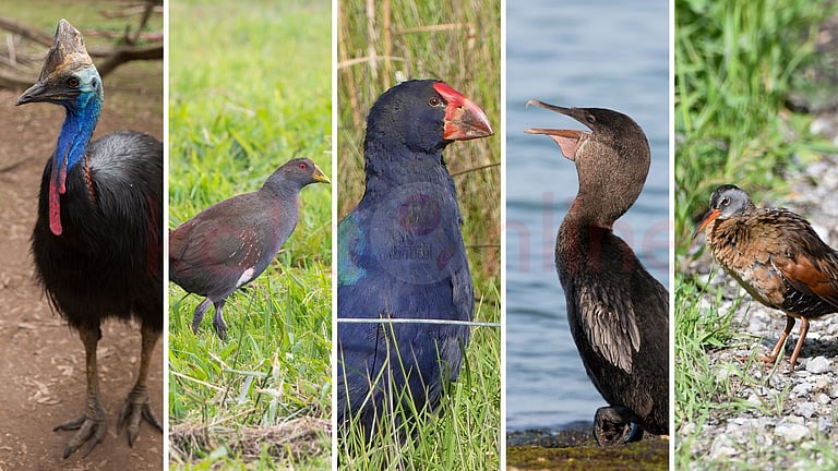 Top 10 Amazing Flightles Birds in the World