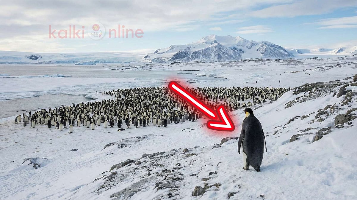 penguin: என்ன பாஸ் தனியா போறீங்க? - அந்த ஒரு பென்குயினின் சோகமான முடிவு!