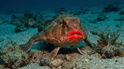 கடலுக்கு அடியில் வாழும் பேய் மீன்! Red-Lipped Batfish