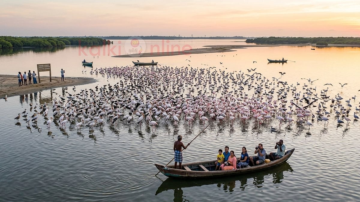 பறவைகளை பார்க்கணுமா.. சென்னைக்கு அருகில் இருக்கும் ரகசிய தீவு! pulicat ...