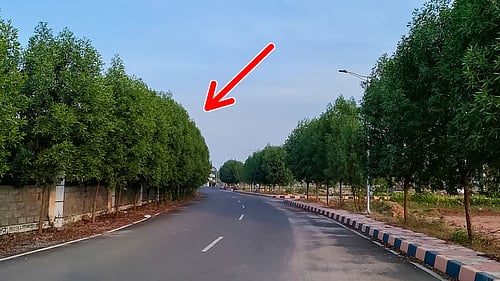 கோனோகார்பஸ் மரங்களால் மனிதர்களுக்கு வரும் புதுப் பிரச்சனை! | Conocarpus ...