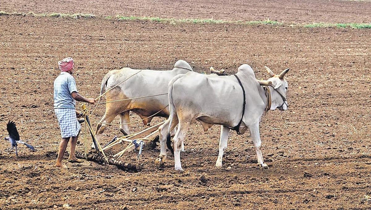 ಆಹಾರ ಧಾನ್ಯ ಉತ್ಪಾದನೆ ಹೆಚ್ಚಳ, ಬೇಳೆಕಾಳುಗಳು ಉತ್ಪಾದನೆ ಕುಂಠಿತ!