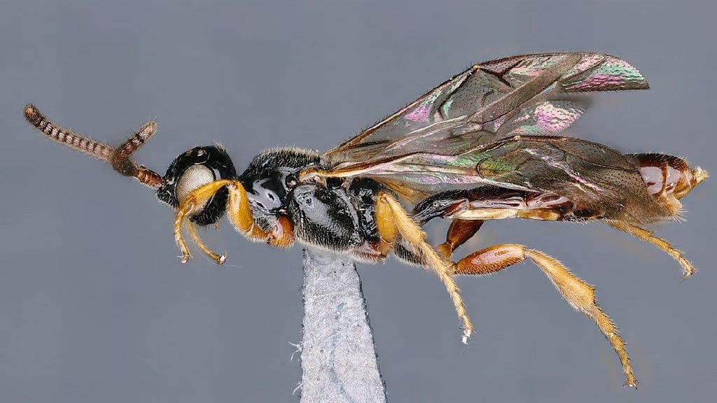 ಬಿಳಿಗಿರಿರಂಗನ ಬೆಟ್ಟದಲ್ಲಿ ಹೊಸ ಪ್ರಭೇದದ ವರ್ಣರಂಜಿತ ಕಡಜ ಪತ್ತೆ..!