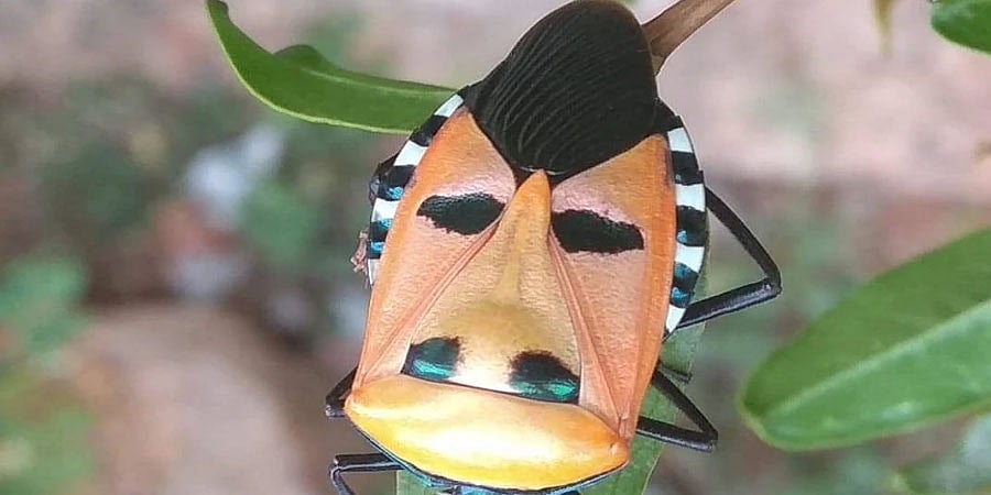 ಗದಗದಲ್ಲಿ ‘ಹಿಟ್ಲರ್ ಮುಖ’ದ ಅಪರೂಪದ ಕೀಟ ಪತ್ತೆ