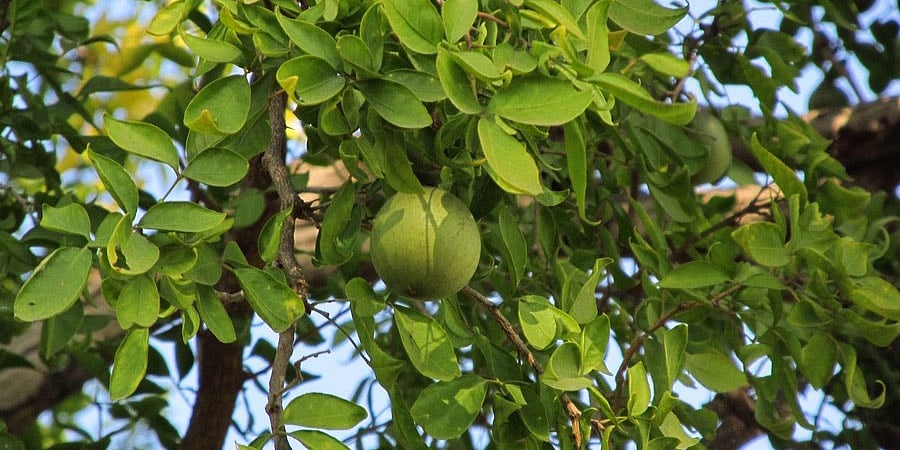 ಮಧುಮೇಹ, ಬೊಜ್ಜು, ಕೂದಲಿನ ಸಮಸ್ಯೆ: ಆಲ್ ರೌಂಡರ್ 'ಬಿಲ್ವಪತ್ರೆ'ಯ ಆರೋಗ್ಯಕಾರಿ ಗುಣಗಳು