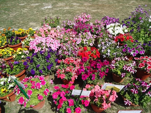 Kanpur Floriculture Society's Annual Flower Show: Everything You Need ...