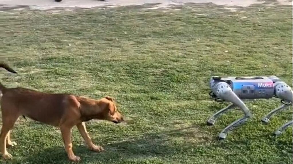 IIT Kanpur Techkriti: Robotic Dog's Playful Encounter with Stray Dogs ...