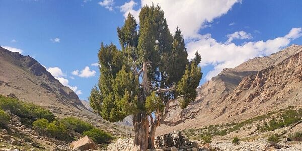Junipers: The Cornerstone of the Dards of Kargil