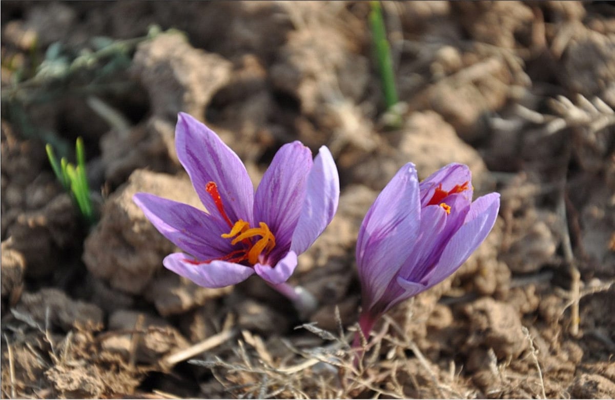 Saffron Farming in Kashmir: Tradition, Struggles, and Future