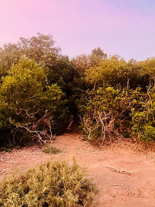 Guneri Village in Kutch declared the first-ever 'Biodiversity Heritage ...