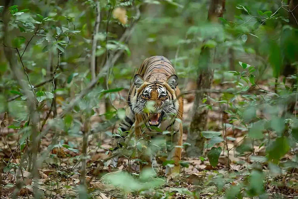 Tiger continues to evade capture, claims its 23rd prey near Lucknow's Rehmankhera