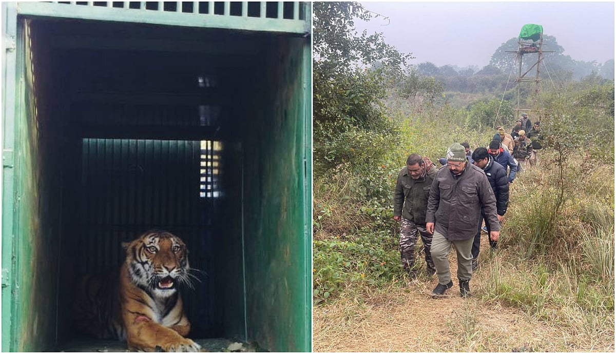 Relief at last! Elusive Tiger prowling near Lucknow’s Rehmankhera captured after 91 days