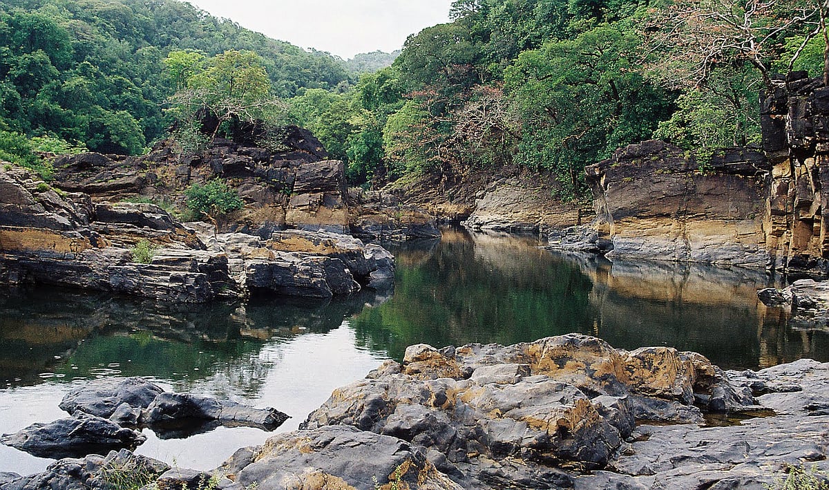 Explore magnificent jungles & fascinating fauna at Cotigao Wildlife ...