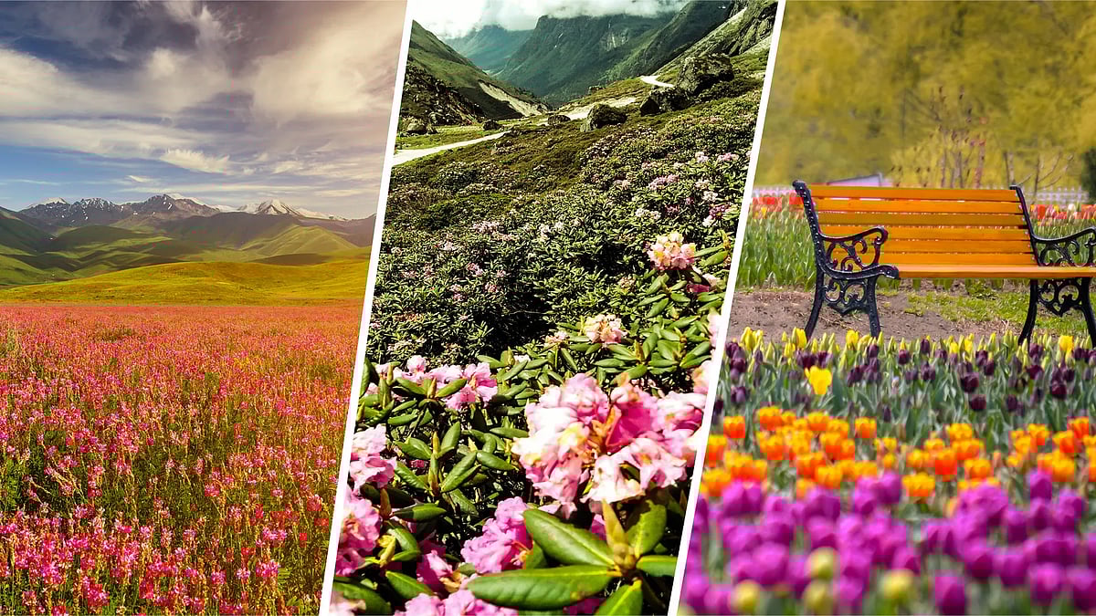 Flower Valleys Of India भारत की इन फूलों की घाटियों के रंगीन नज़ारों को ...