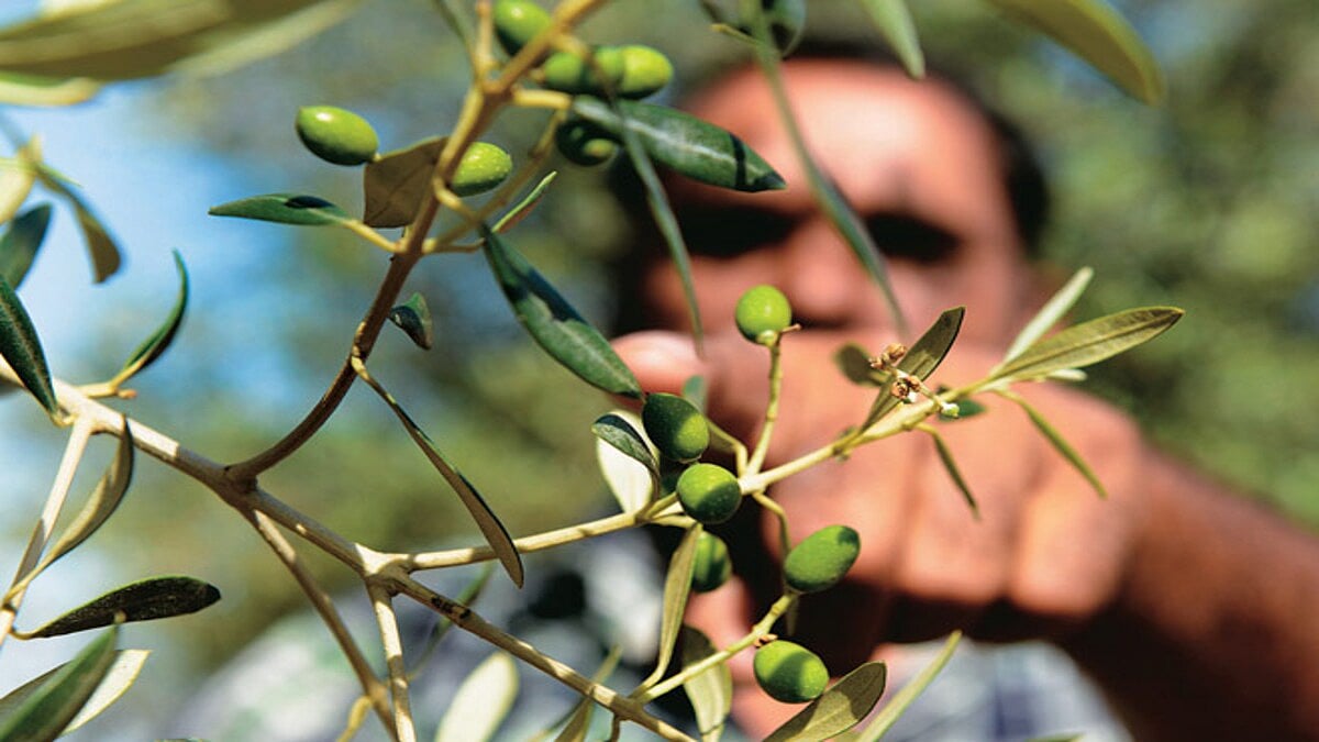 Now get high-grade honey, oil & vinegar made from olives at Jaipur's ...