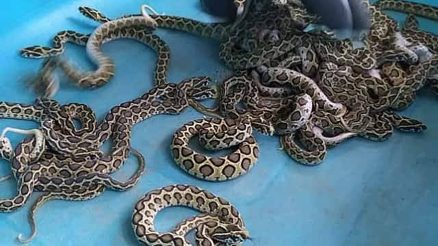 5 snakelets born from the eggs of the world's most dangerous Russell ...