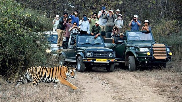 Into the wild: Tiger reserves in MP finally open for visitors after 3 ...