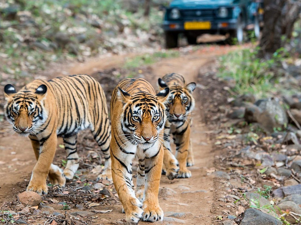 Now embark on an adventurous jungle safari in the forests of Rajasthan!