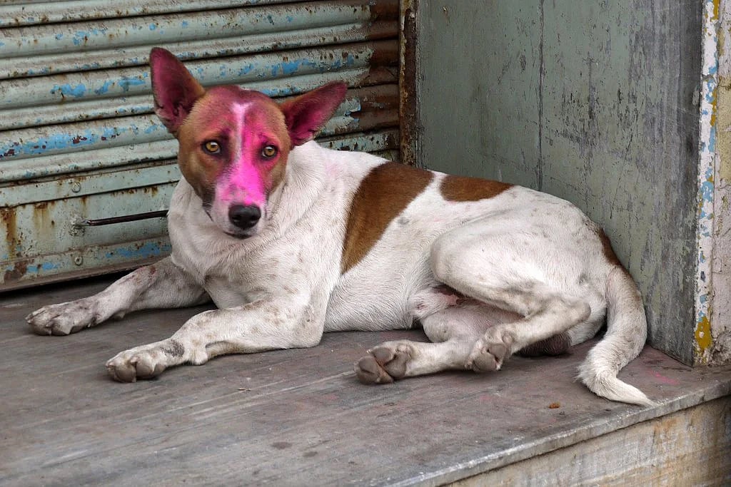 Animal lovers! Here's how you can keep your pets and community animals ...