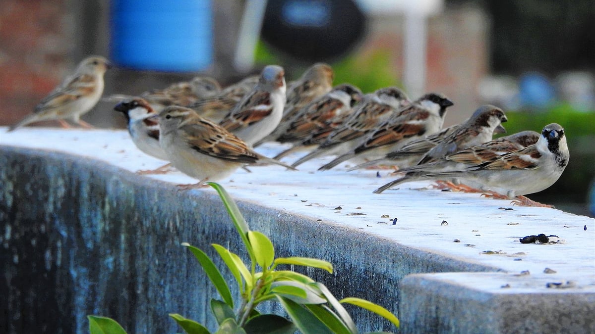World Sparrow Day: A group in Lucknow launches campaign towards the ...