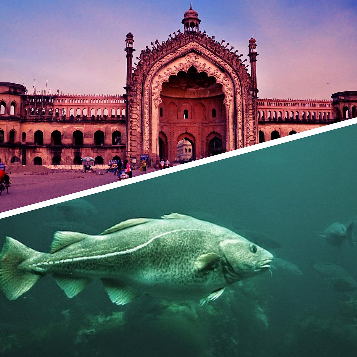 It's getting a lot 'fishy' in here: Lucknow to house UP's first fish ...