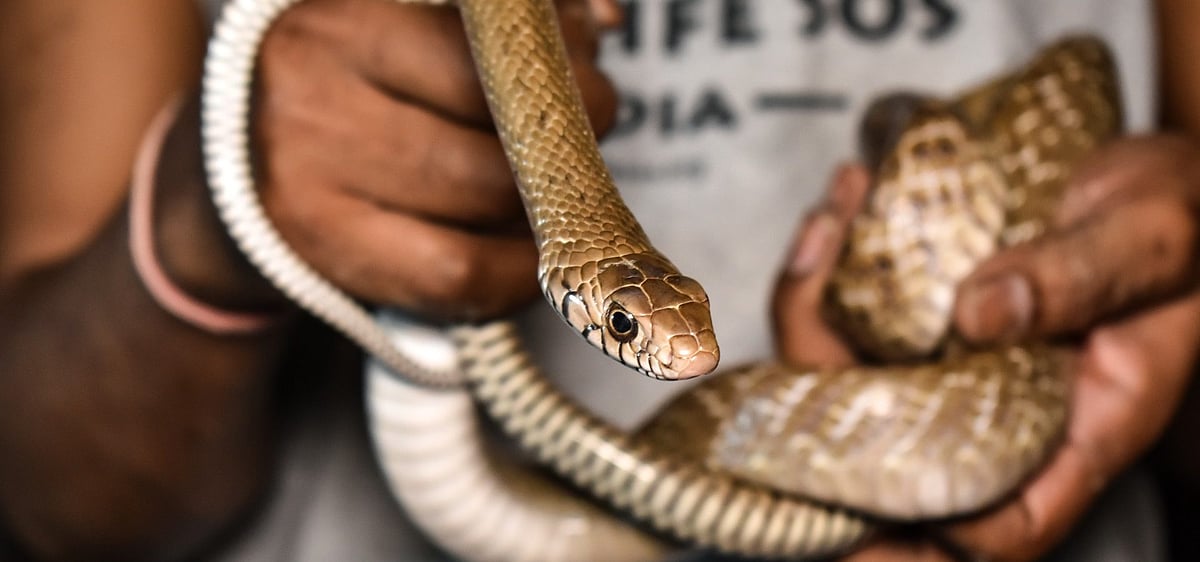 Rainy season reptile run-ins: How to handle a snake-y situation like a pro!