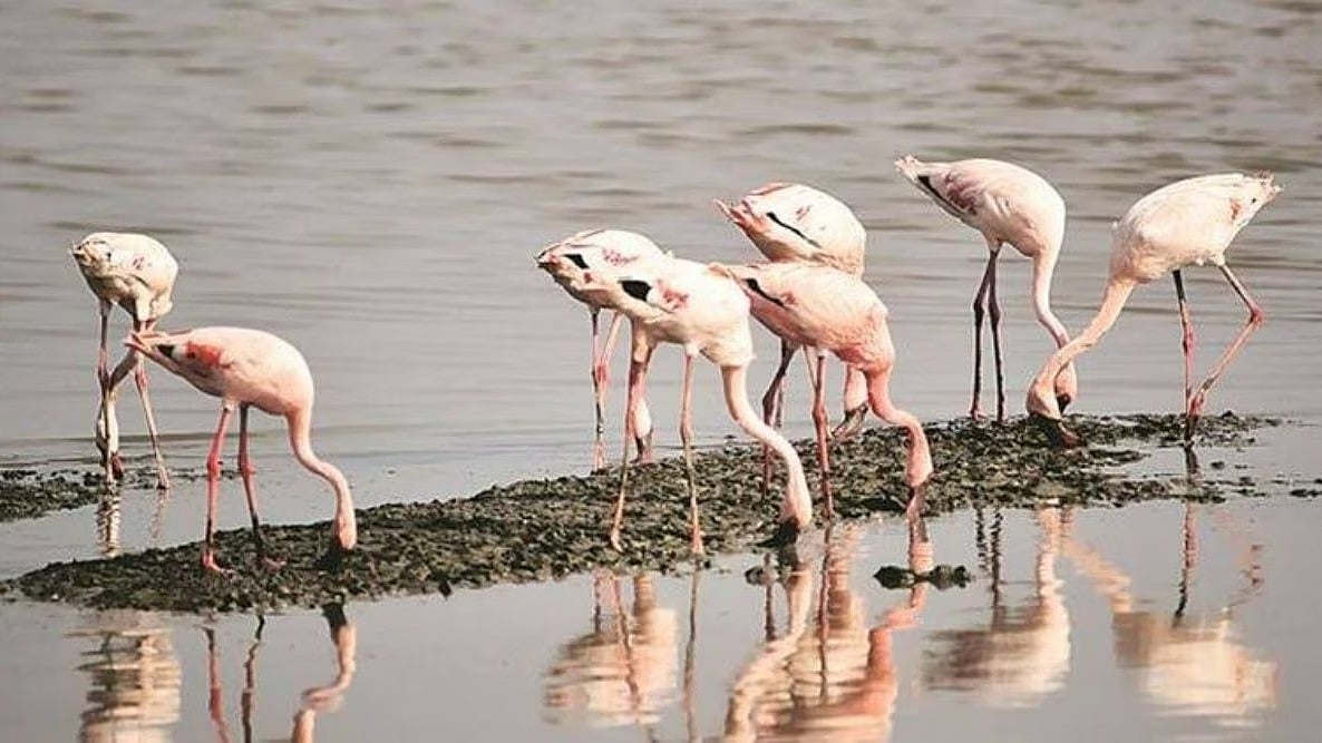 Flamingo season is here! Head to THESE spots around Mumbai to view this ...