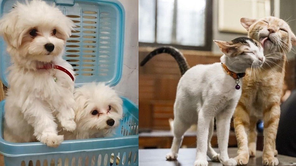 Plan a pawsome day out with your fur buddy at THESE 6 pet-friendly ...